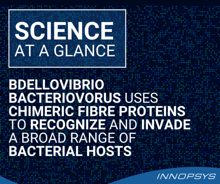 Bdellovibrio bacteriovorus uses chimeric fibre proteins to recognize and invade a broad range of ...